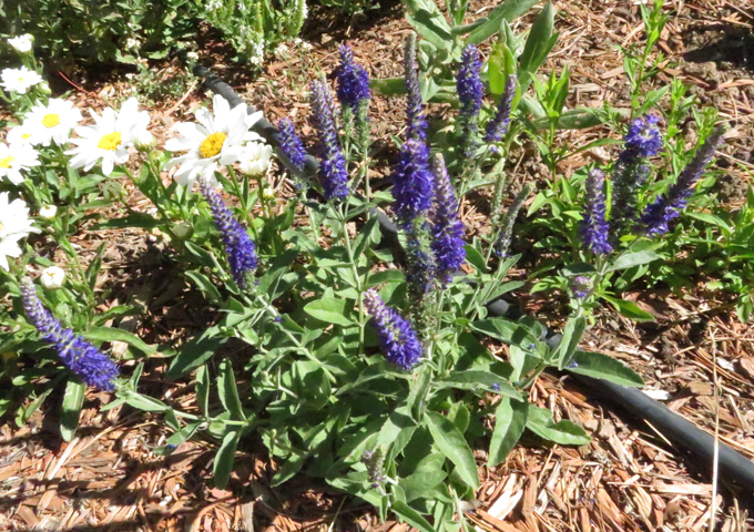 Los Alamos Master Gardners:: Home